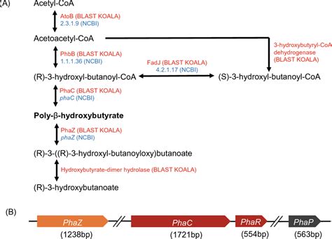 Polyhydroxybutyrate Phb Biosynthetic Pathway And Polyhydroxyalkanoate Download Scientific