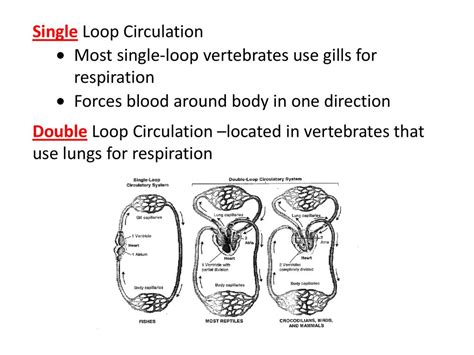 Maintaining Homeostasis Nutrient Absorption Ppt Download