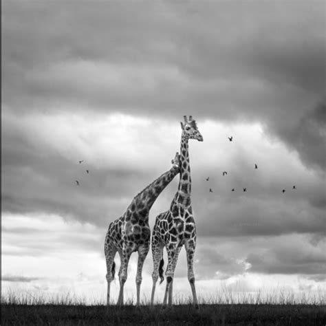 Marina Cano Wildlife Photographer