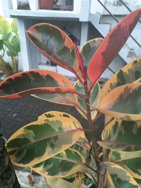 Ficus Elastica Ruby Tree In Indonesian House Garden Stock Image Image