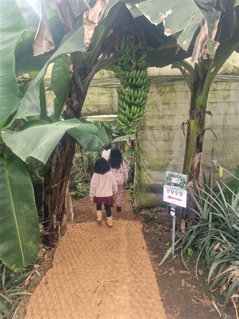 열대과일농장 유진팡 바나나 따기체험 유기농 바나나 꿀맛이야 네이버 블로그