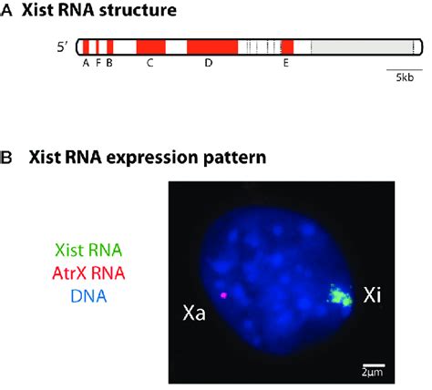 Xist Rna Structure And Expression Pattern A Dashed Lines Indicate