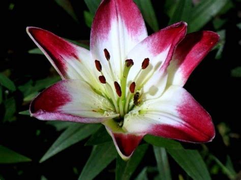 Российский Сервис Онлайн-Дневников | Plants, Garden