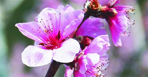 색과 삶 복숭아꽃 스킬