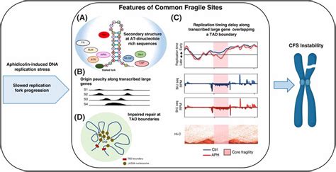 Schematic Illustration Summarizing The Main Features Predisposing Cfss Download Scientific