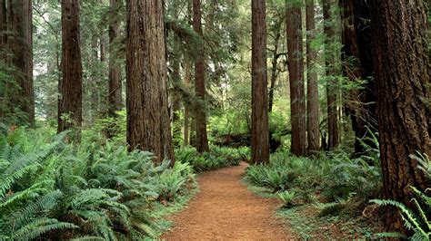 Redwood Forest Hd Wallpapers Top Free Redwood Forest Hd Backgrounds