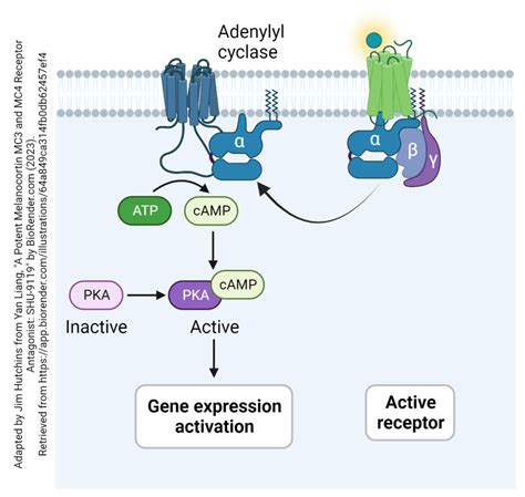 Metabotropic Receptors G Protein Coupled Receptors Introduction To