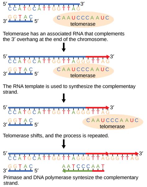 Dna Replication Boundless Biology