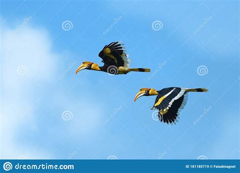 Great Indian Hornbill Bird From India Stock Image Image Of Nature