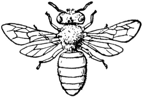 Free Honey Bee Drawing Download Free Honey Bee Drawing Png Images Free Cliparts On Clipart Library