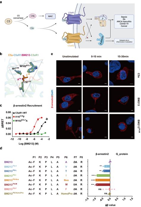 我校华西医院邵振华、付平、颜微团队揭示补体受体c5ar1的配体识别和偏向性信号转导调控机制 四川大学新闻网
