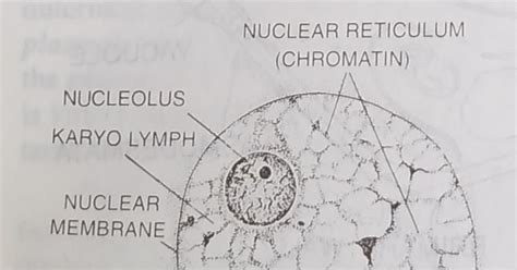 Nucleus Structure And Function Of The Nucleus Digieduco