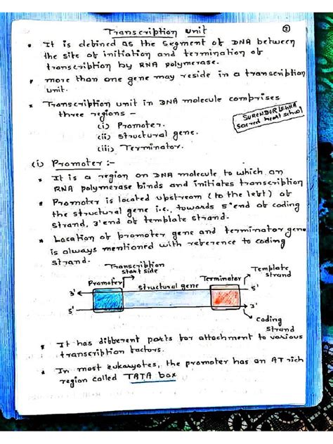 Protein Synthesis Notes Pdf