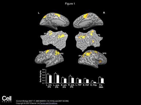 Intraparietal Sulcus Function