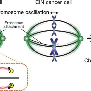Chromosome Oscillation And Correction Of Erroneous Kt Mt Attachments In