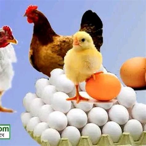 চট্টগ্রাম বয়লার মুরগির Blog Youtube