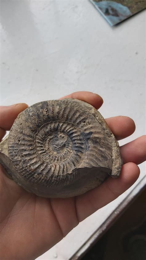 Geology How Older Is This Snail Shell Possible Could Be Earth