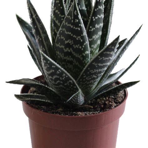 Queen® Genetics Aloe Variegata Tiki Tahi