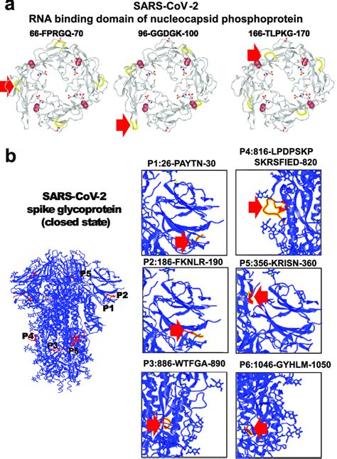 Structural Analysis Of Immunogenic Epitopes In Sars Cov 2 Proteins A Download Scientific