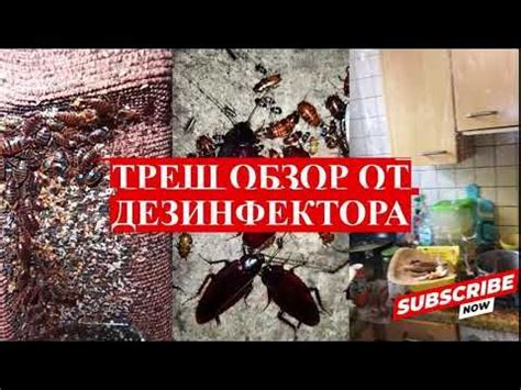 ТРЕШ ОБЗОР ОТ ДЕЗИНФЕКТОРА! Квартиры заражённые клопами и тараканами ...