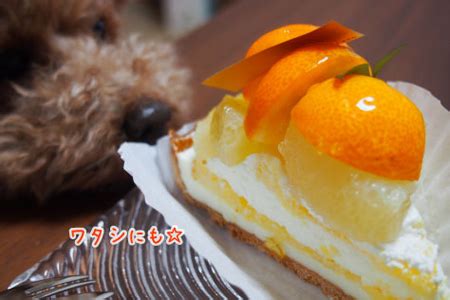 冬と春の境目 ココアの気ままな日々