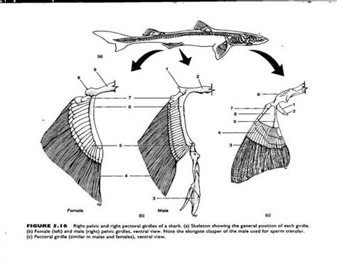 Pelvic Fins Shark Diagram Quizlet