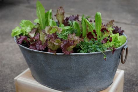 4 Things You Need To Grow Your Own Lettuce In Containers • Gardenary