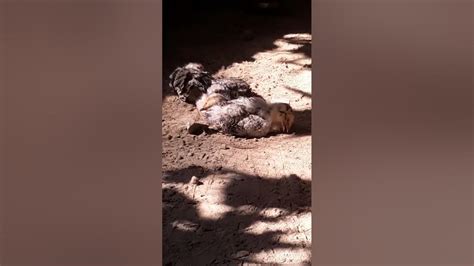 ফাওমি মুরগি Youtube