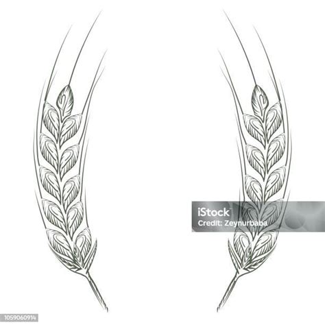 밀 빵 귀 시리얼 작물 스케치 선 아트 스타일 벡터 일러스트입니다 가방에 대한 스톡 벡터 아트 및 기타 이미지 가방 고풍스런 곡초류 Istock