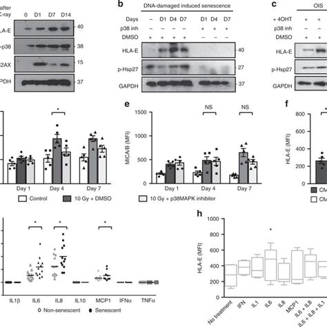 The Expression Of Qa 1 B Mouse Homolog Of Hla E In P16 3mr Mice A Download Scientific