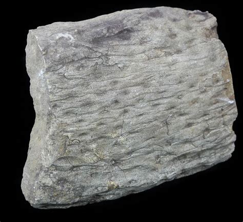 43 Fossil Lycopod Tree Root Stigmaria Oklahoma For Sale 53329 43 Fossil Lycopod Tree Root Stigmaria Oklahoma For Sale 53329