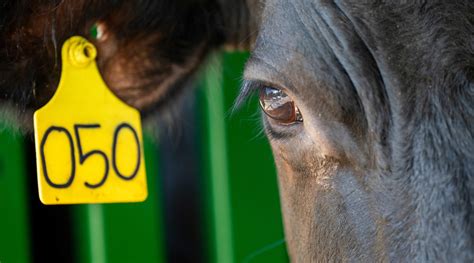 Stocker Cattle Beef Quality Assurance Certification Program June 21