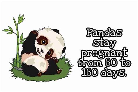 When Do Pandas Give Birth Solved