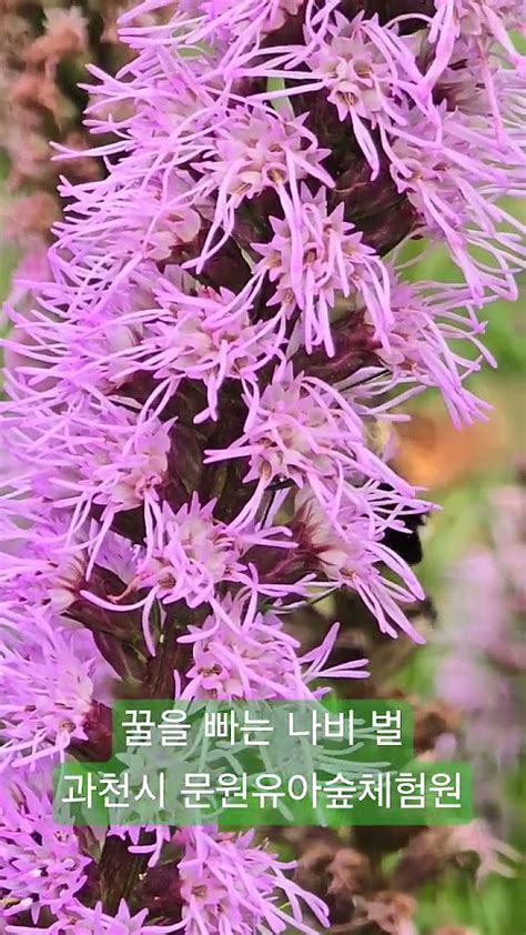 꿀 빠는 나비벌 과천시 문원 유아숲체험원 Youtube