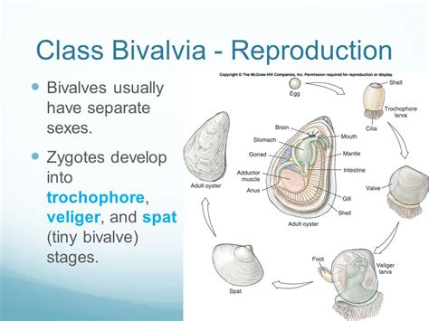 Molluscs Chapter Ppt Video Online Download