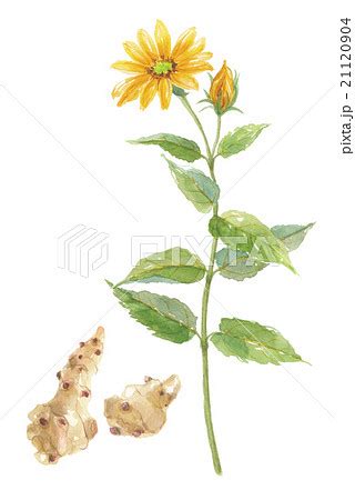 キクイモ 菊芋のイラスト素材 21120904 PIXTA