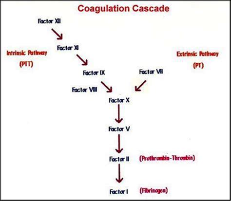 Coagulation Cascade Pathway