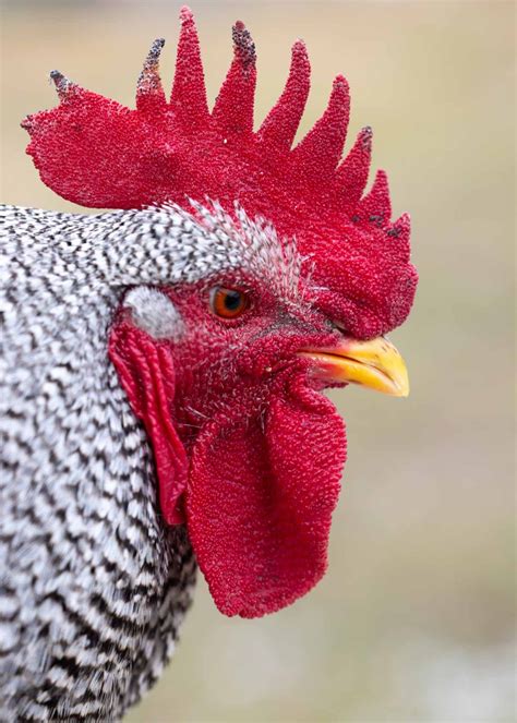 Barred Plymouth Rock Chicken Breed Complete Guide With Pictures