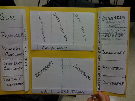 Levels Of Ecological Organization Foldable At Isabel Spiegel Blog
