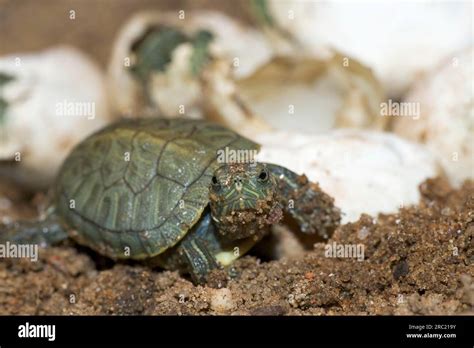 Red Eared Slider Trachemys Scripta Elegans Freshly Hatched Juvenile Pseudemys Scripta Red Eared Slider Trachemys Scripta Elegans Freshly Hatched Juvenile Pseudemys Scripta