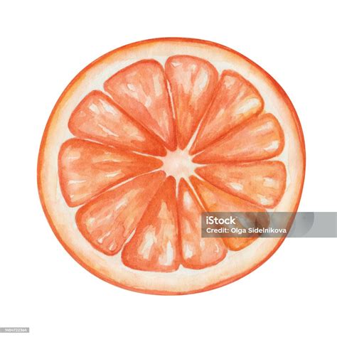 손으로 그린 오렌지 자몽 귤을 반으로 썰어 놓은 수채화 그림 붉은 색의 열대 감귤류 과일 신선한 주스 성분 비타민 C 수채화에 대한 스톡 벡터 아트 및 기타 이미지 Istock