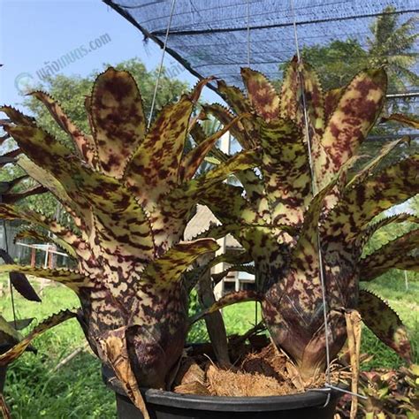 สับปะรดสีพันธุ์ต่างๆ ต้นทุนต่ำ ปลูก สับปะรดสี ง่าย ส่งตลาดทั้งปลีก ส่ง ราคาดี