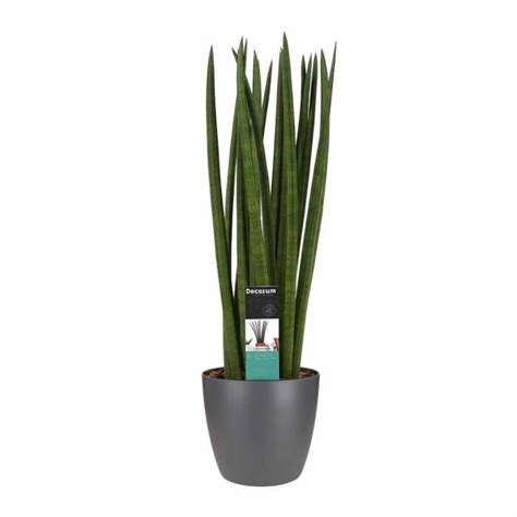 Plante Dintérieur Langue De Belle Mère En Pot De Fleur Anthracite Comme Un Ensemble Hauteur