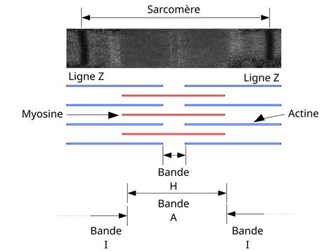 Sarcomere Wikipedia
