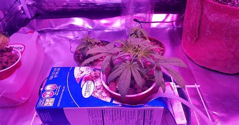 V80 F65 Unknown Sativa Hydroponic Dwc Grow Album On Imgur