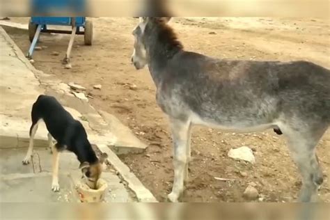 狗狗抢驴的食物不料一脚踢准狗狗脑门网友来当足球守门员 狗狗 脑门 足球守门员