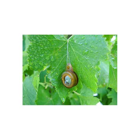 MF G iButton Temperature Logger to ºC K water resistant according to IPX