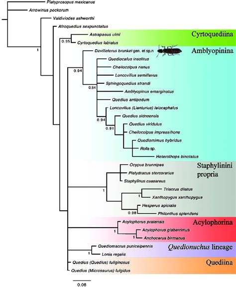 A 50 Consensus Tree From Bayesian Inference Analysis Posterior Download Scientific Diagram