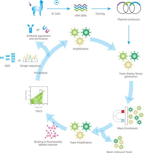 抗小分子免疫复合物纳米抗体开发 知乎