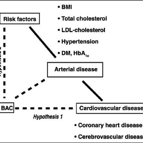 Model For Breast Arterial Calcification Bac And Cardiovascular